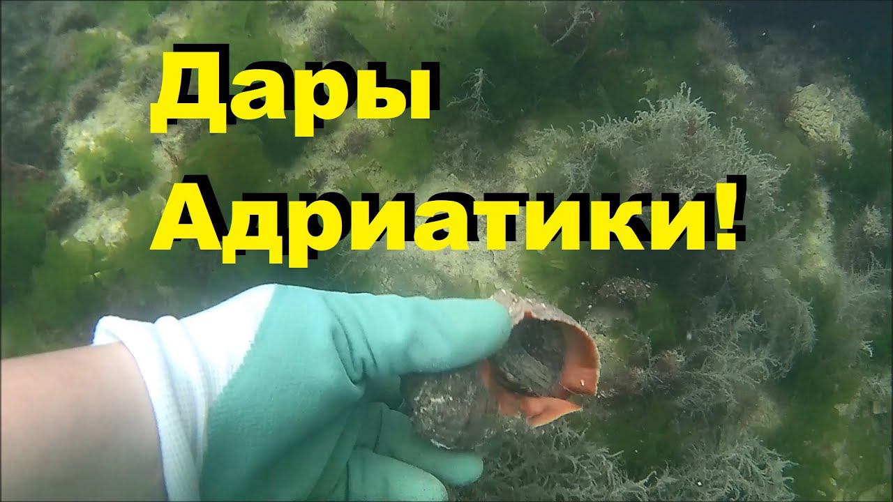 Адриатика, релаксный поиск пропитания.