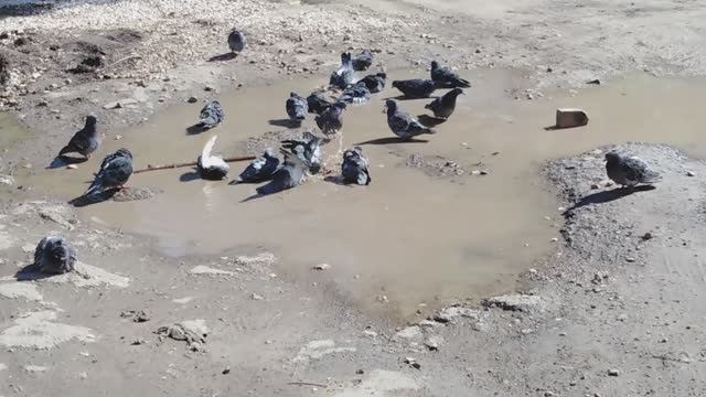 ГОЛУБИ КУПАЮТСЯ - БАБЬЕМУ ЛЕТУ БЫТЬ ?!..