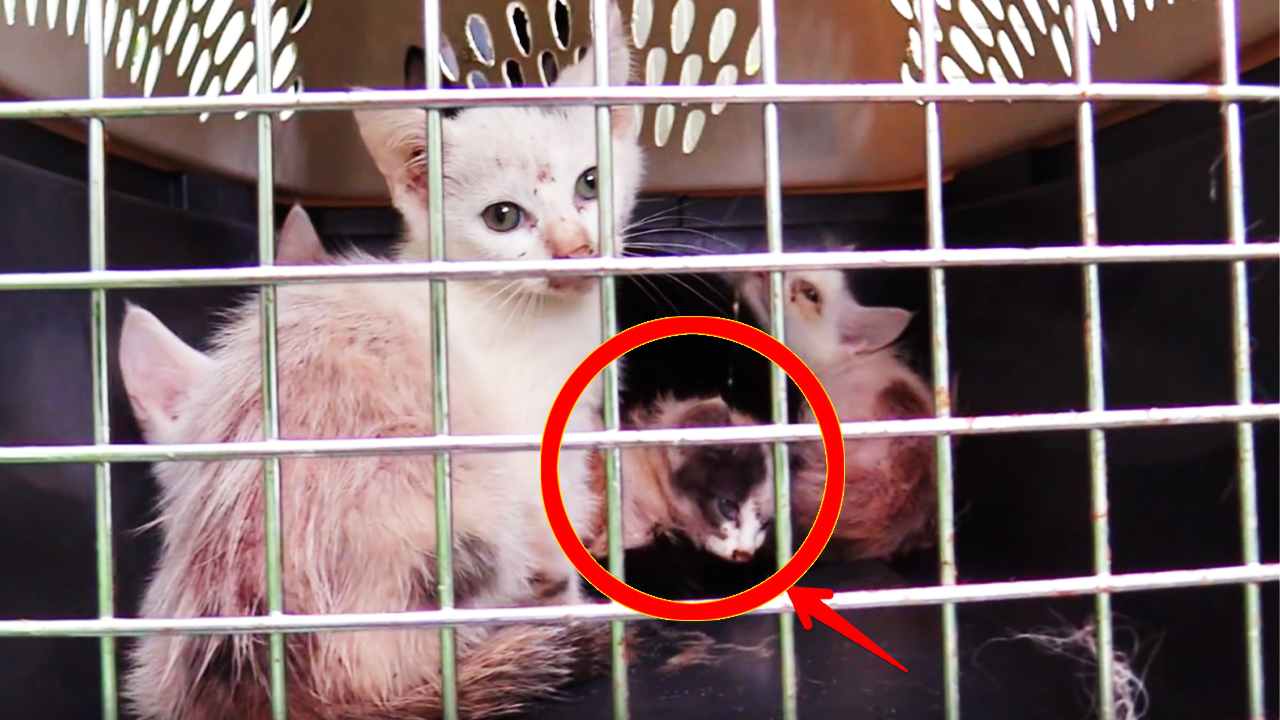 «Он был самым слабеньким…» Парень спас котёнка, а через 5 месяцев не поверил своим глазам!