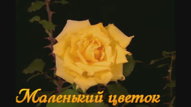 Маленький цветок. Любовь Чернышова - стихи, Шулик Фингеров- муз. и исп., монтаж Оксана Галкина