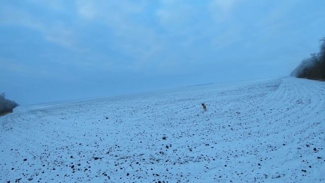 Куда подевались зайцы.