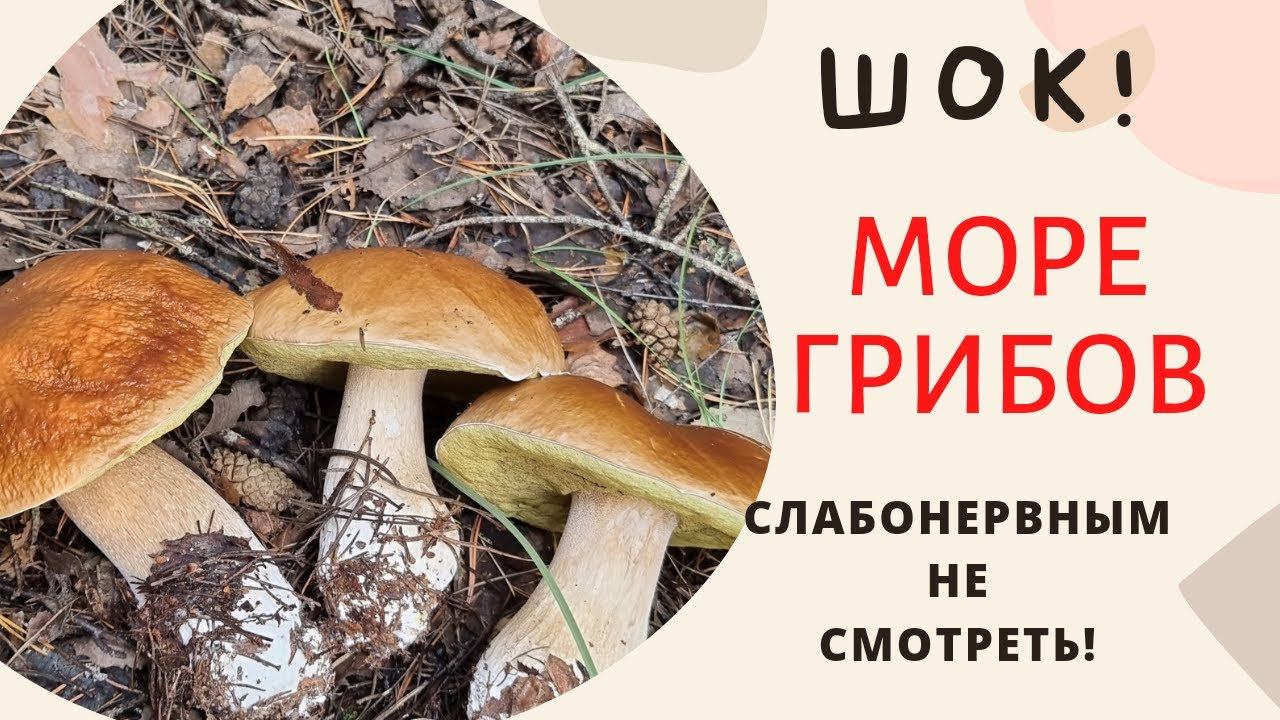 ГРИБЫ ЗАПОЛОНИЛИ ЛЕС. Часть первая. в первый же день. Рязанская область балует нас!