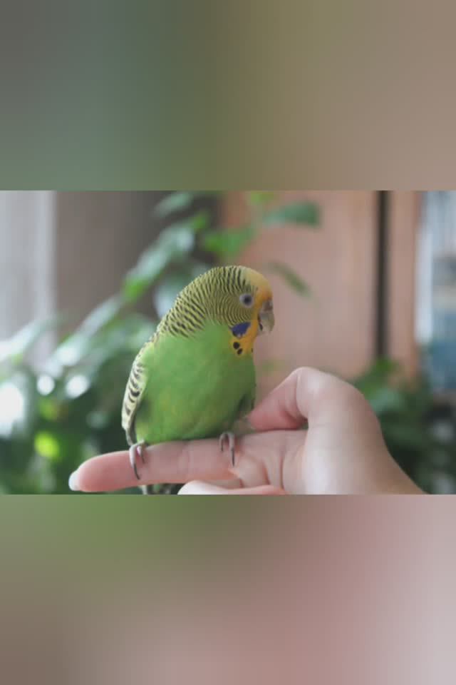 Фотосессия для волнистого попугайчика (Photo session for budgie)
