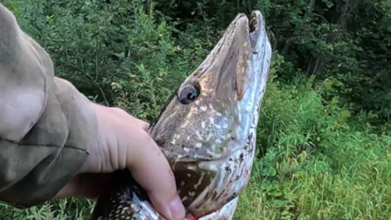 ВОТ ОНА ЩУКА МОНСТР КОТОРУЮ ЛОВИЛ ВСЁ ЛЕТО