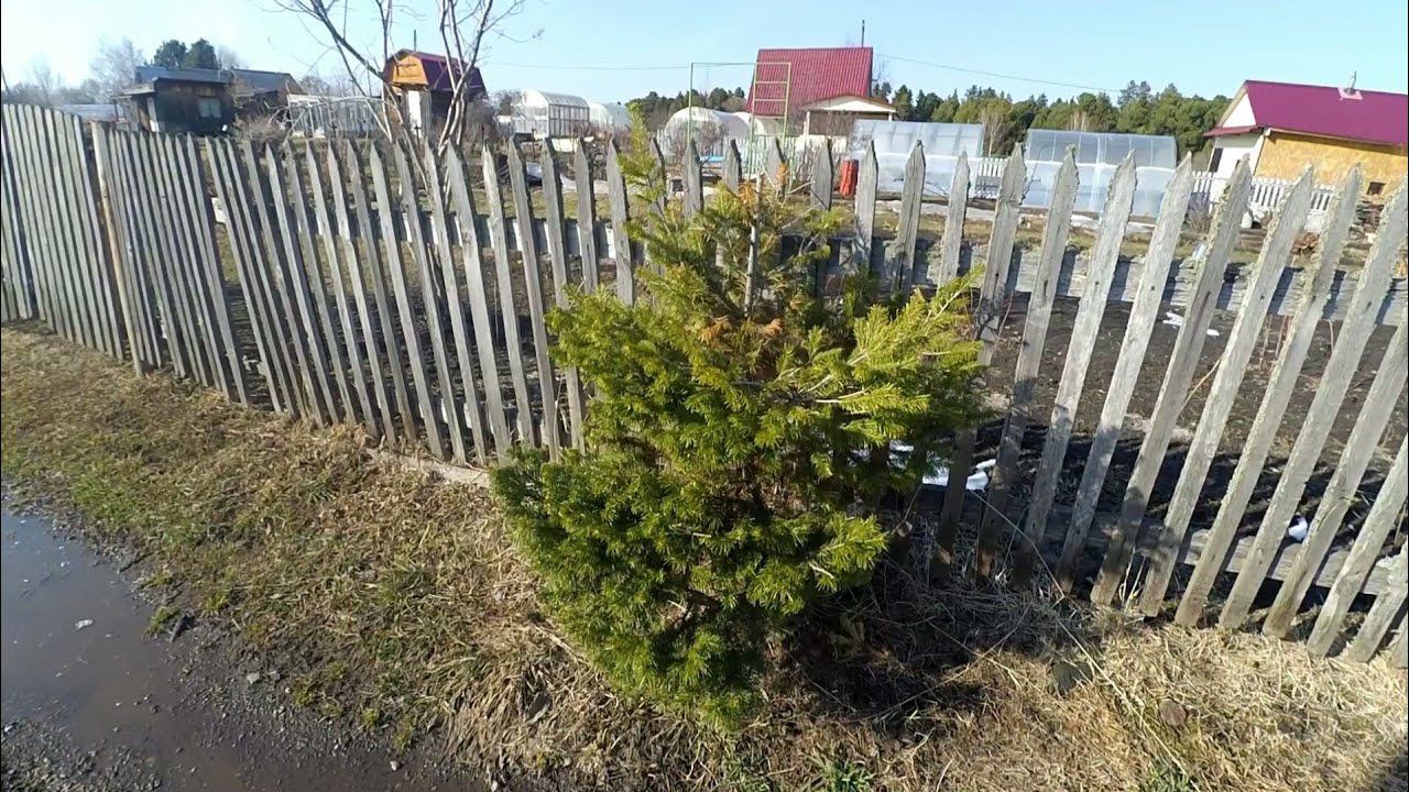 Клещи атакуют! Обрабатываем участок от клещей.