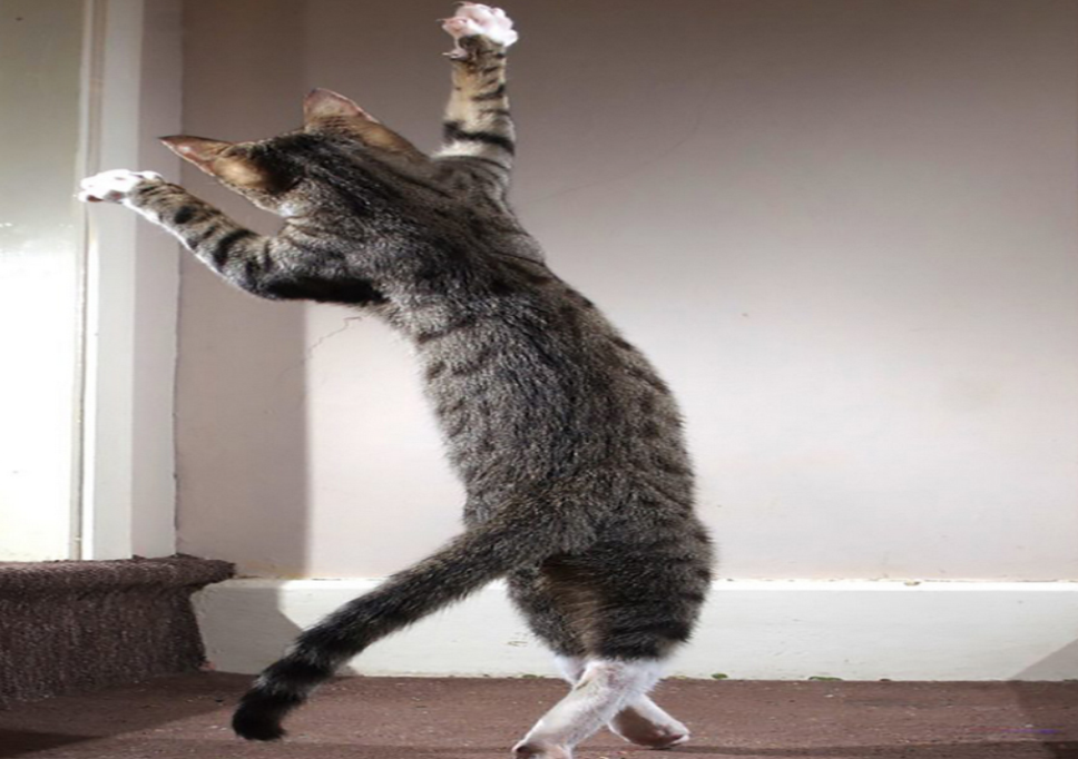 Реакция кошек и собак. Лазерная указка. Смешные и милые животные.