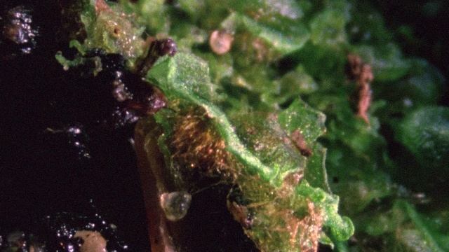 Жизнь на Земле 3 серия «Первые леса» (документальный сериал, 1979)