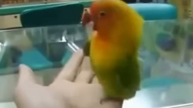 Попугаю долго показывали порно .flv.mp4