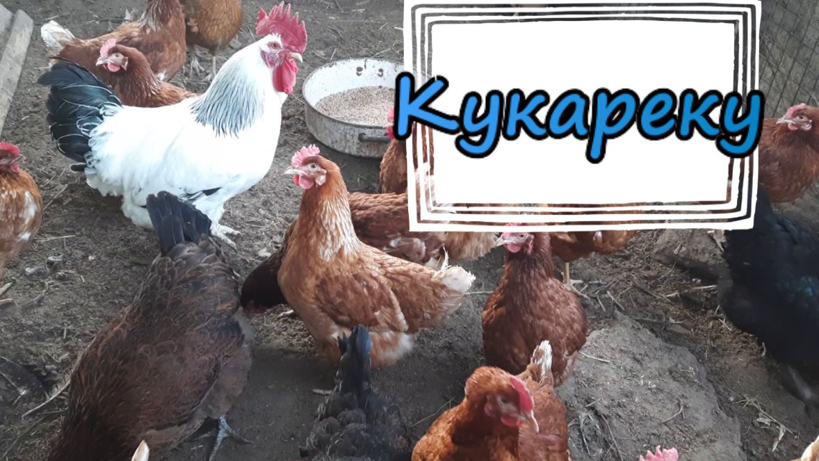 КАК КУКАРЕКАЮТ ПЕТУХИ.  ПЕНИЕ ПЕТУХА