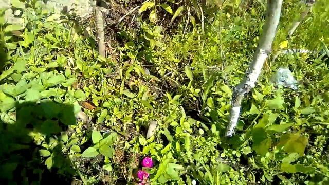 Мой заброшенный садик. 2018г