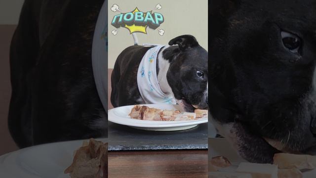 Стейк из свинины! Оценка от стаффи 🍽️ #стаффи #повар #рецепт #стейк #собака #staffy #cook #cooking