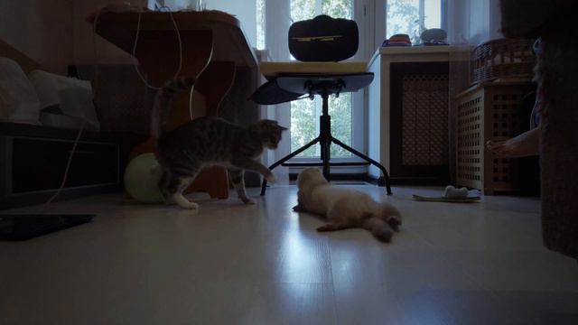 2022-08-16_ Кот и Хорёк_ВЭБ