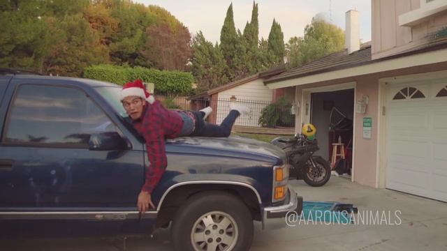 Christmas Lights - Aaron's Animals