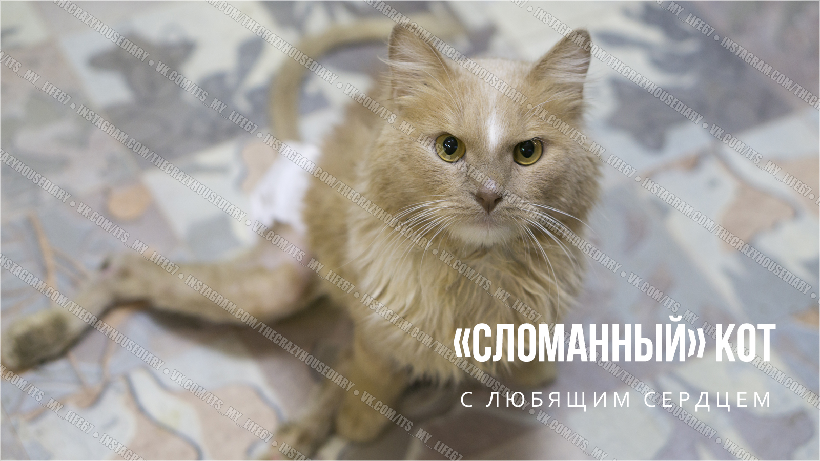 "Сломанный" кот с любящим сердцем