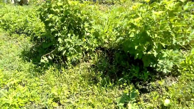 Обзор огорода июль 2018.Усадьба Романовых.