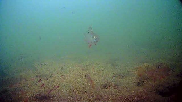 Зимняя донка,подводная съёмка #рыбалка, #bushcraft.
#рыбалка, #донки, #прикормка, #привада