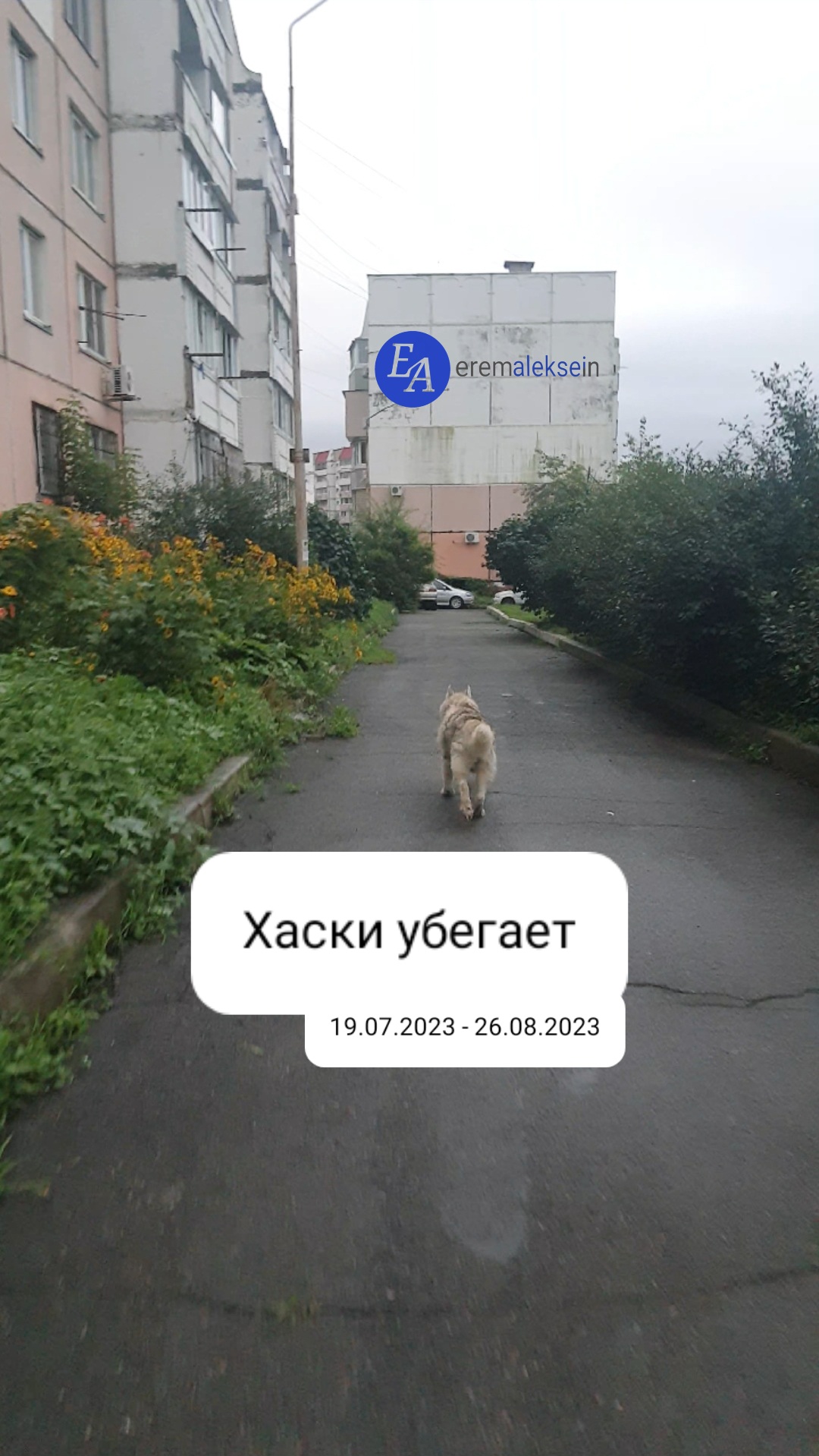 Хаски убегает / Животные