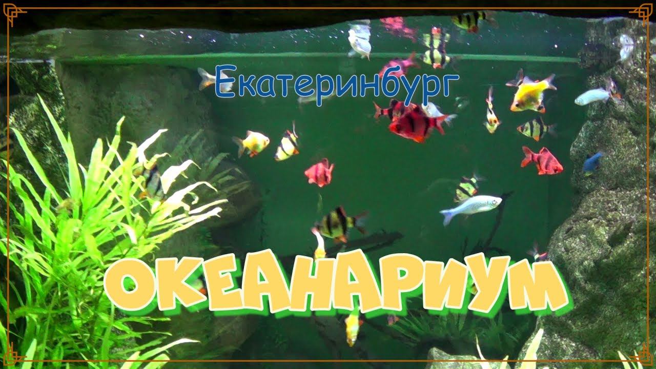 Океанариум. Екатеринбург.