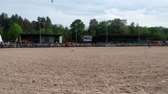 История арабской лошади