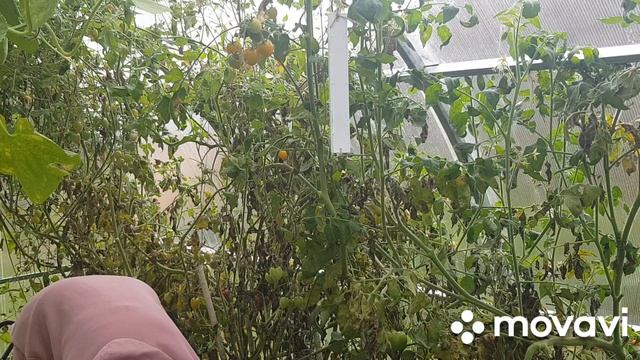 Сбор помидор и перца от 13.08