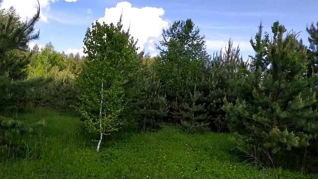 Весенний лес, пение птиц.mp4