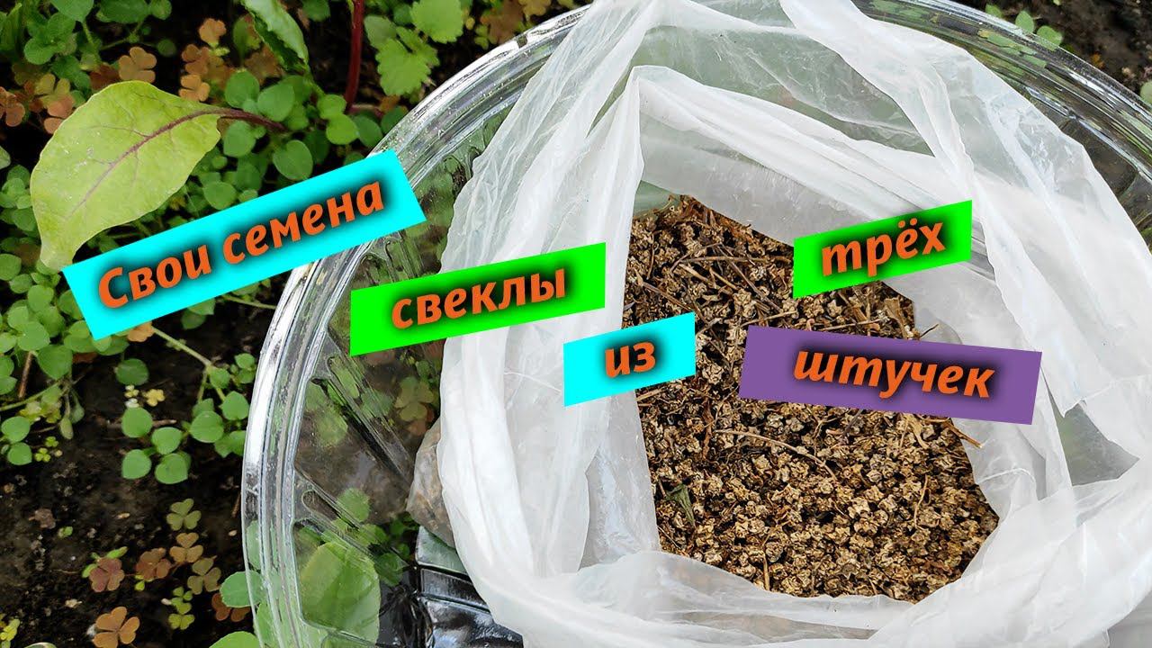 Сколько собрали семян свеклы - С трёх штук - май 2022