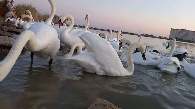 Лебединое озеро Керкинитиды...