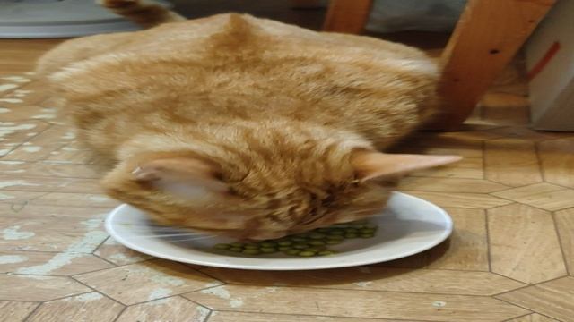 Кот ест зелёный горох! - Рыжий ? кот Феликс.