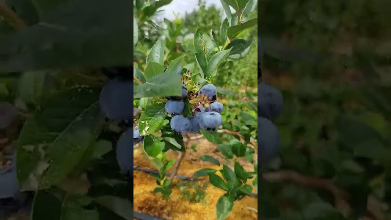 Голубика Чандлер 24 июля 2022 г.