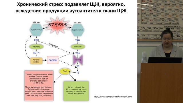 Доклад 4. Влияние йодтиронинов и инсулина на нейрогенез и ангиогенез в головном мозге.