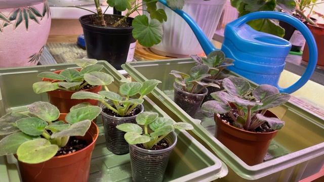 Фиалки! Как нарастить Мощные корни? Чем полить?