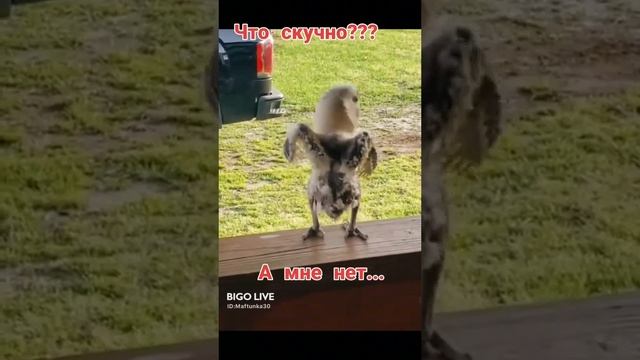 BIGOLIVE_20230421_195630.mp4