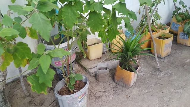 Целыми днями под палящим солнцем,а они растут!Растения в канистрах на улочках Маафуши!