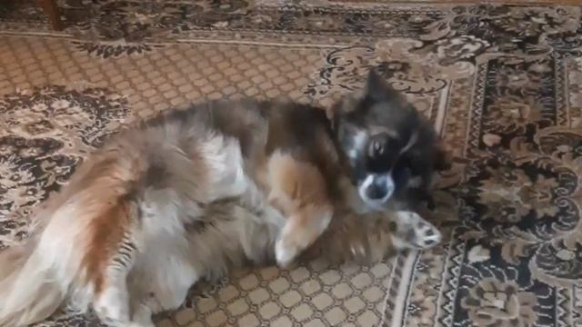 Ми-ми-мишка на поласе, отдыхает и вздыхает.