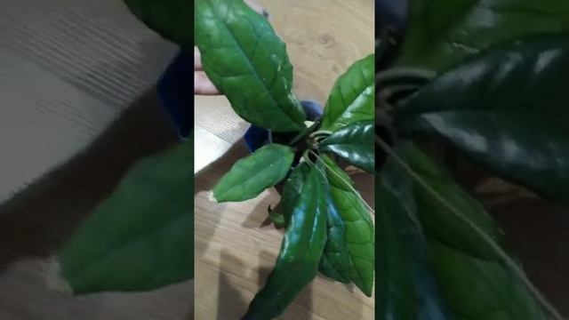 #shorts  #хойя #финлейсони #hoya #finlaysoni.mp4