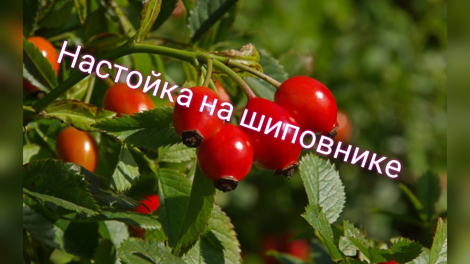 Настойка на шиповнике - весь процесс за 3 мин. от канала Мы из Краснодара