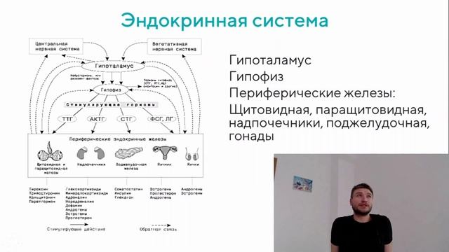 3.20. Регулирующие системы. Эндокринная система