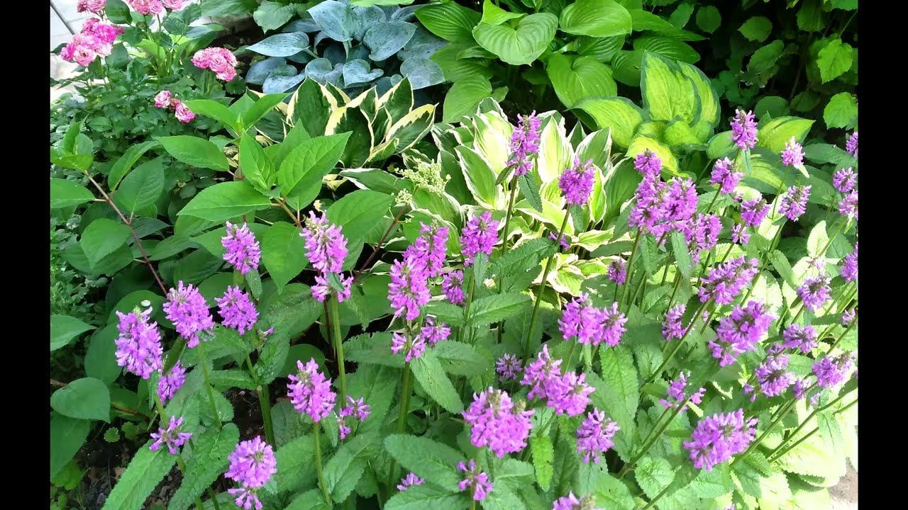 Такая сочная зелень бывает только весной.