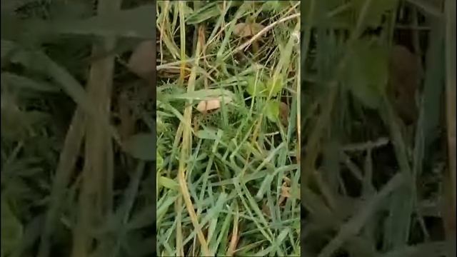 Ловля щуки на воблер 55 мм (6,2 гр) от Mr. Musurok