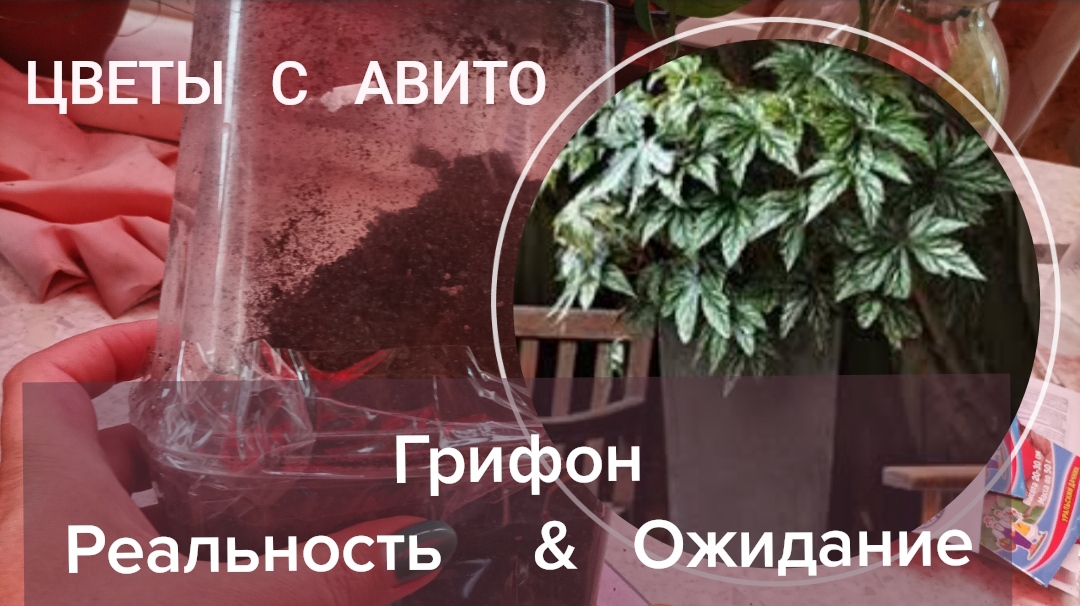 Трехголовый Грифон с Авито. Часть 1. Волнительная. Реанимация бегонии.