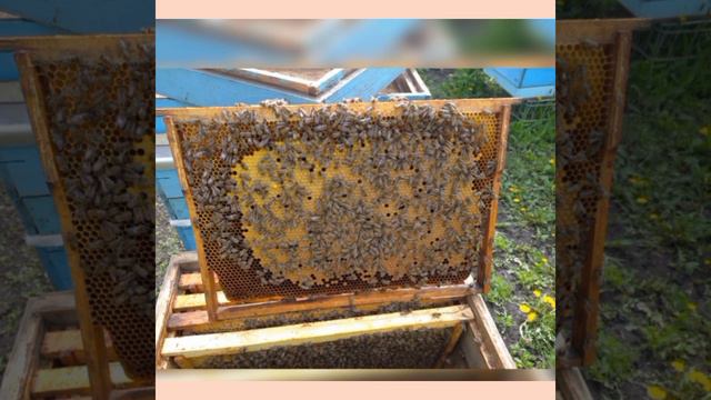 «Пчеловодство»