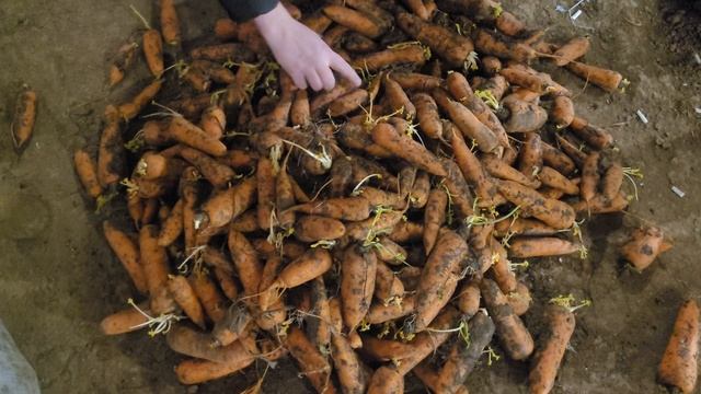 Состояние моркови на 2 марта 2024 год.