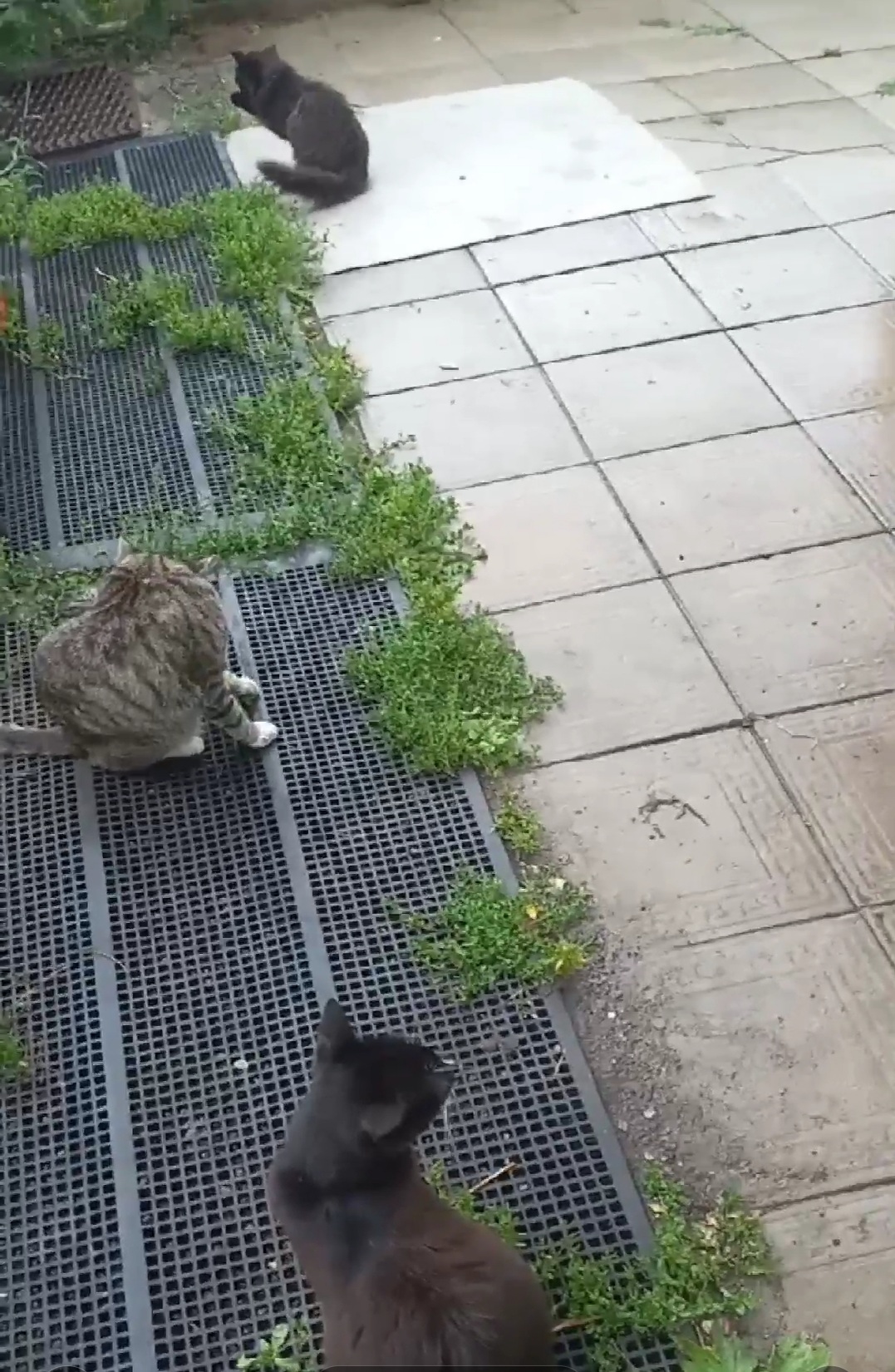 Котики после второго завтрака.#Shorts