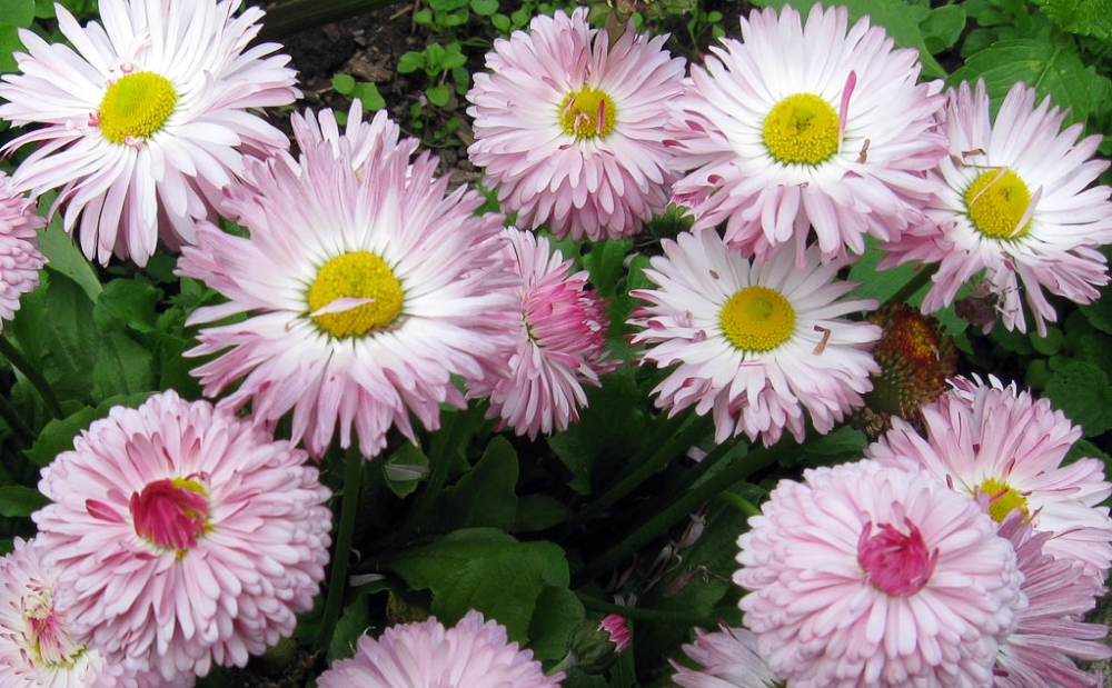 Цветок имени Маргарита — маргаритка.mp4