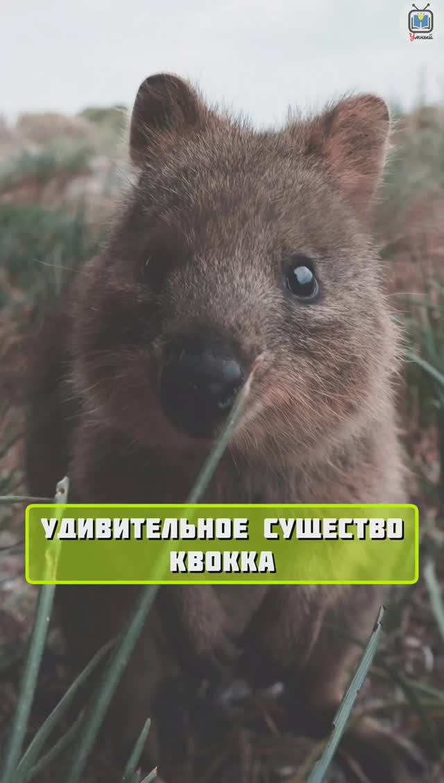 Квокка удивительное существо / интересные факты