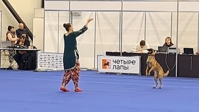 Чемпионат РКФ.чемпионат Санкт-Петербурга,всероссийские соревнования по танцам с собаками.