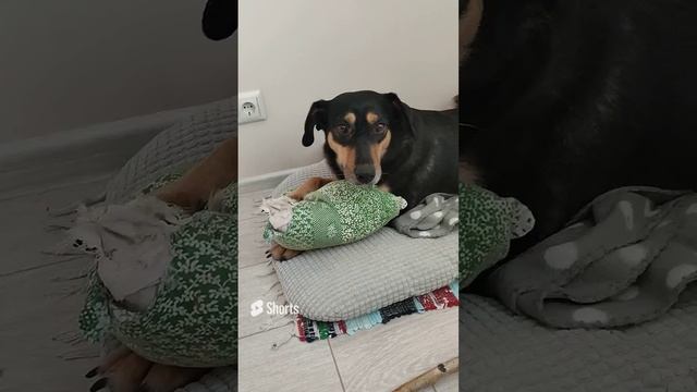 Разбой средь бела дня