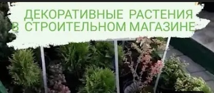 Декоративные растения в KSK