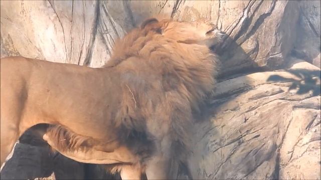❤️БЕЗ КОММЕНТАРИЕВ! Огромный ЛЕВ показал, КТО ХОЗЯИН В ДОМЕ!  Life of lions.mp4