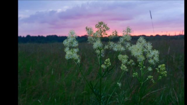 "МНЕ БЕРЁЗКА ДАРИЛА СЕРЁЖКИ"... (Фото Марины Колесовой (Москва) - Поёт Людмила Зыкина)